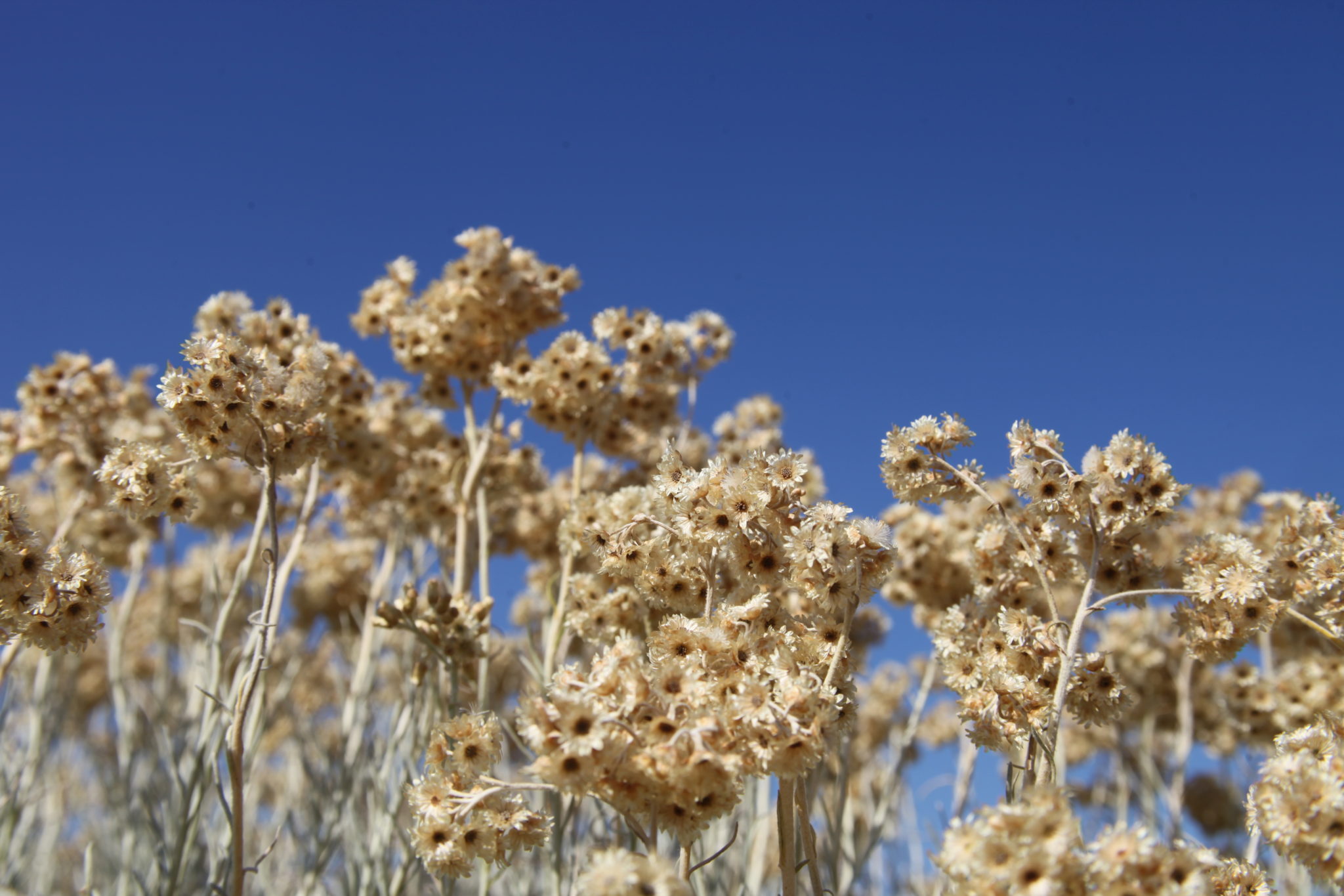 Une histoire d’immortelle, enfin immortelle … | Botanique Jardins Paysages