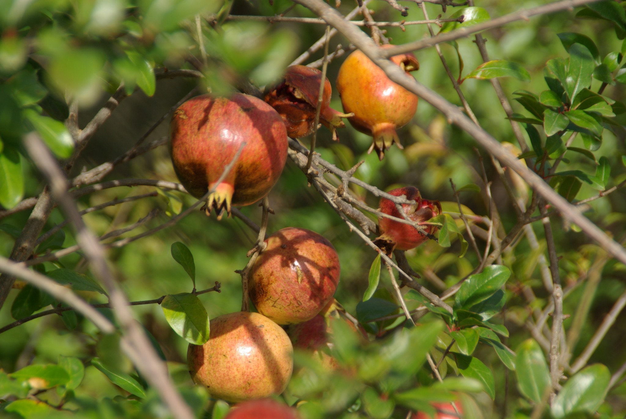 Le grenadier et la balustre… | Botanique Jardins Paysages