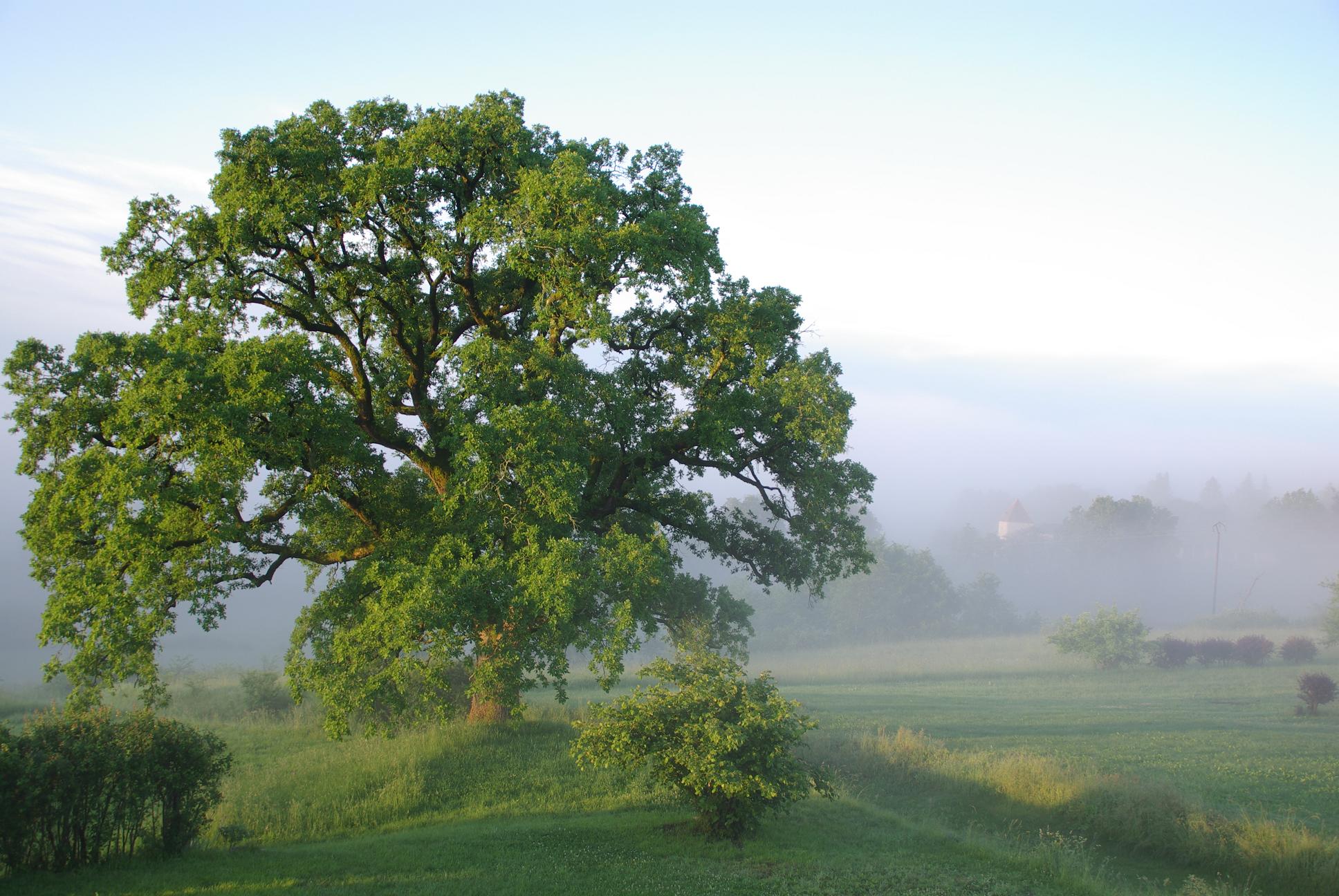 Le grand chêne de la Bigotie « arbre remarquable de France ...