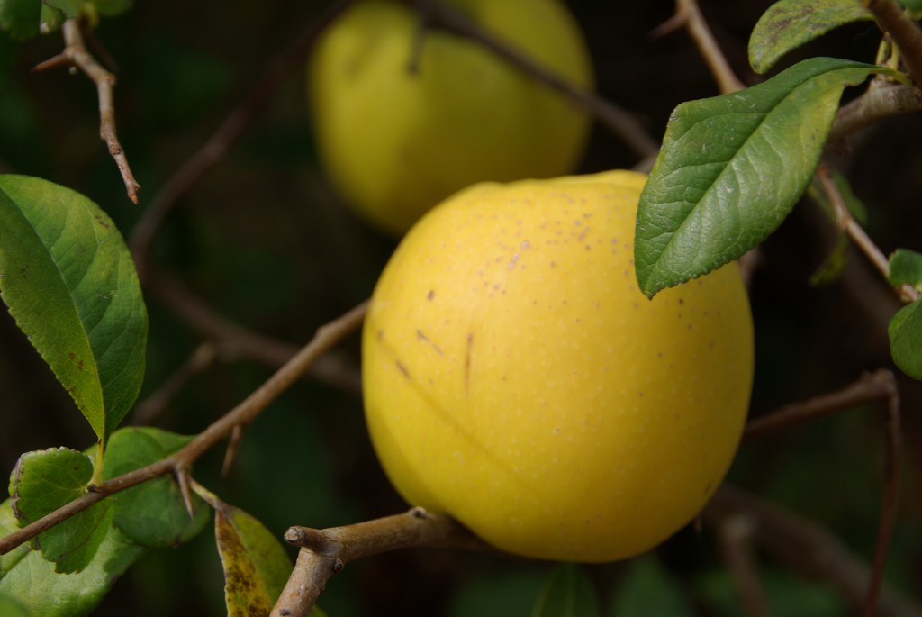 C’est l’automne, la récolte des coings s’annonce… | Botanique Jardins ...