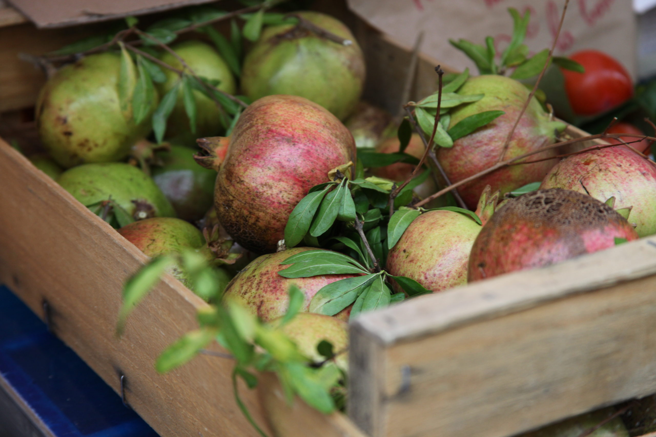 Le grenadier et la balustre… | Botanique Jardins Paysages