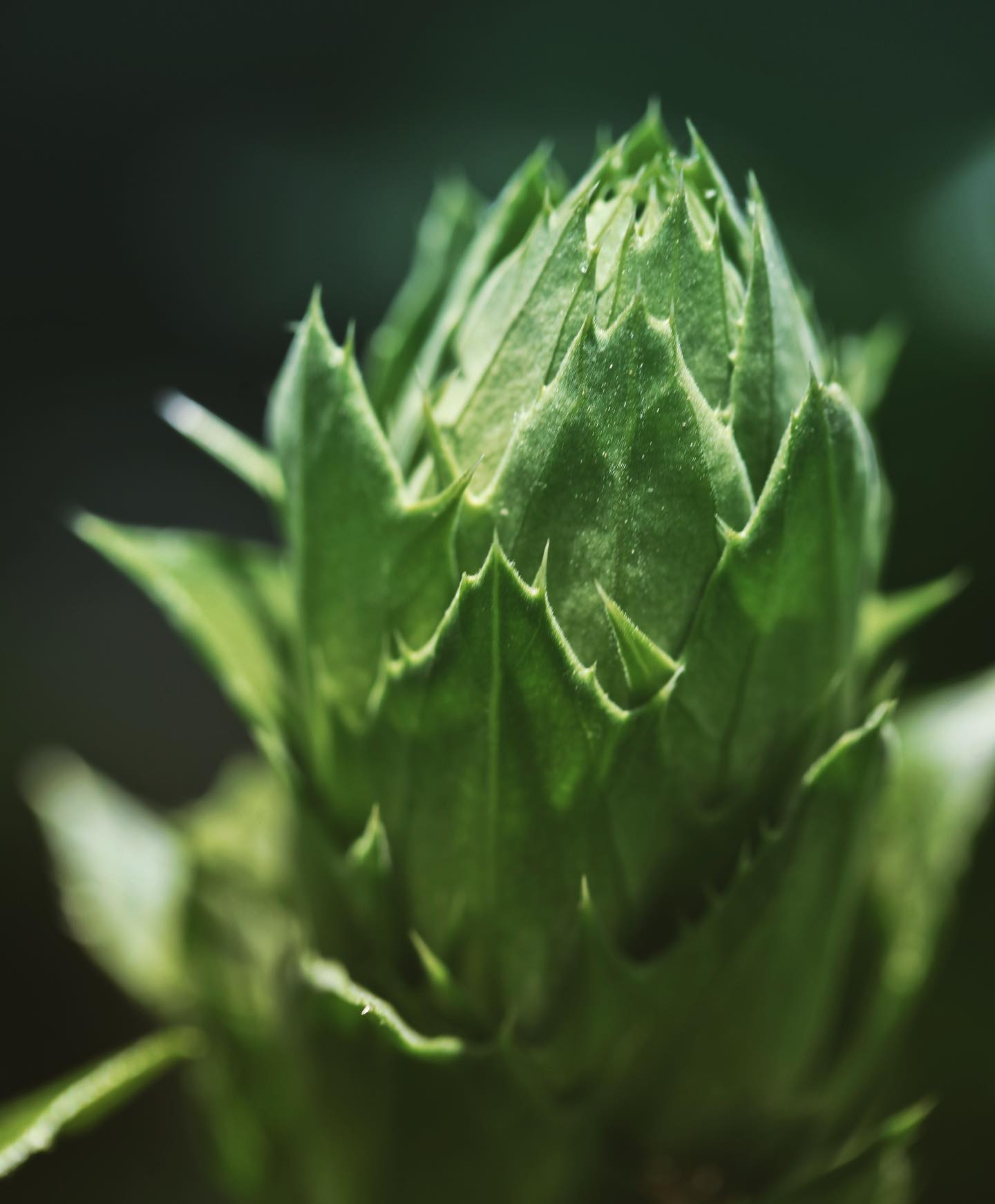 Envie d’ombre et de fraicheur ? Cherchez l’acanthe… | Botanique Jardins ...