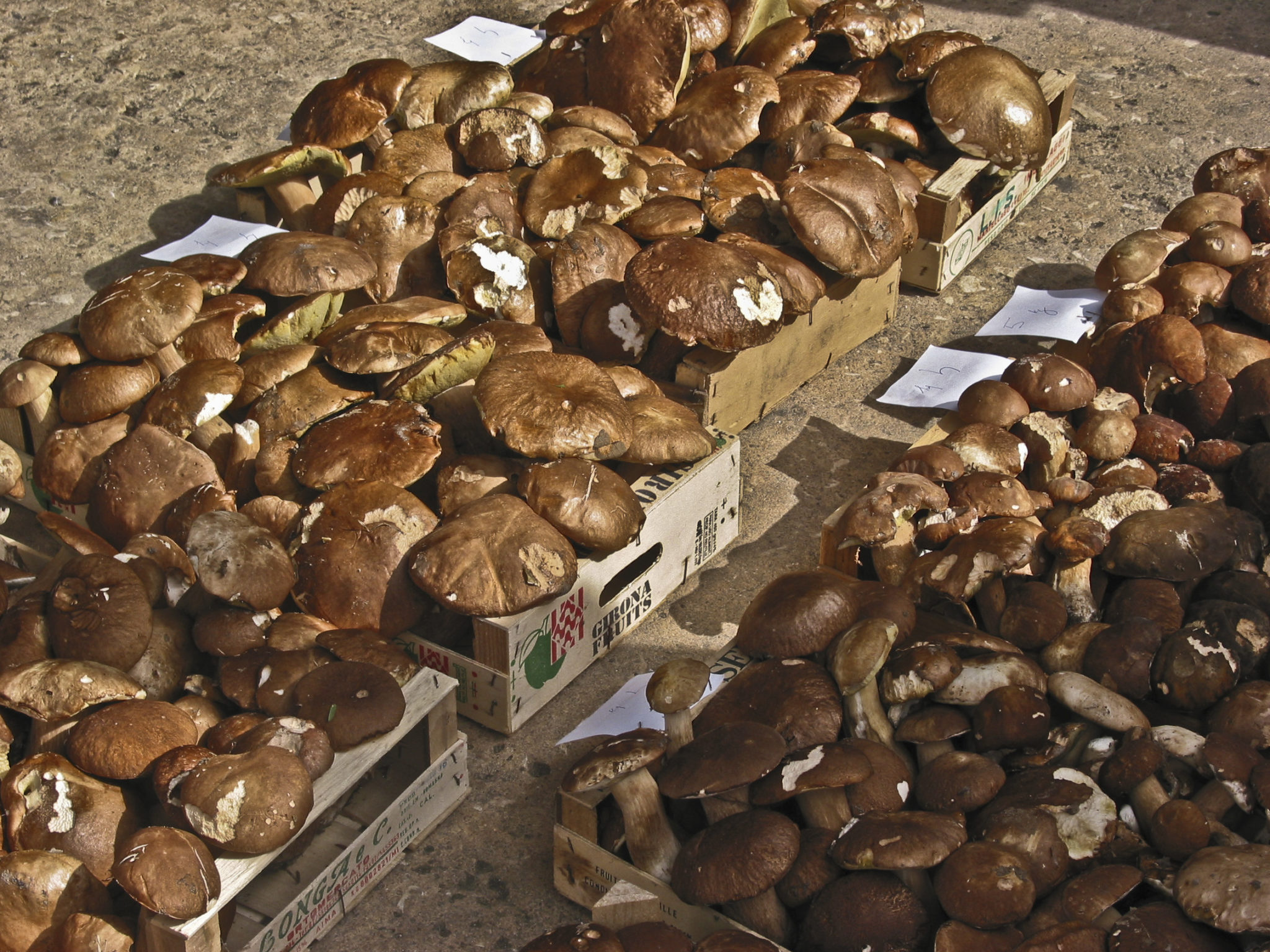Le cageot de Francis Ponge | Botanique Jardins Paysages