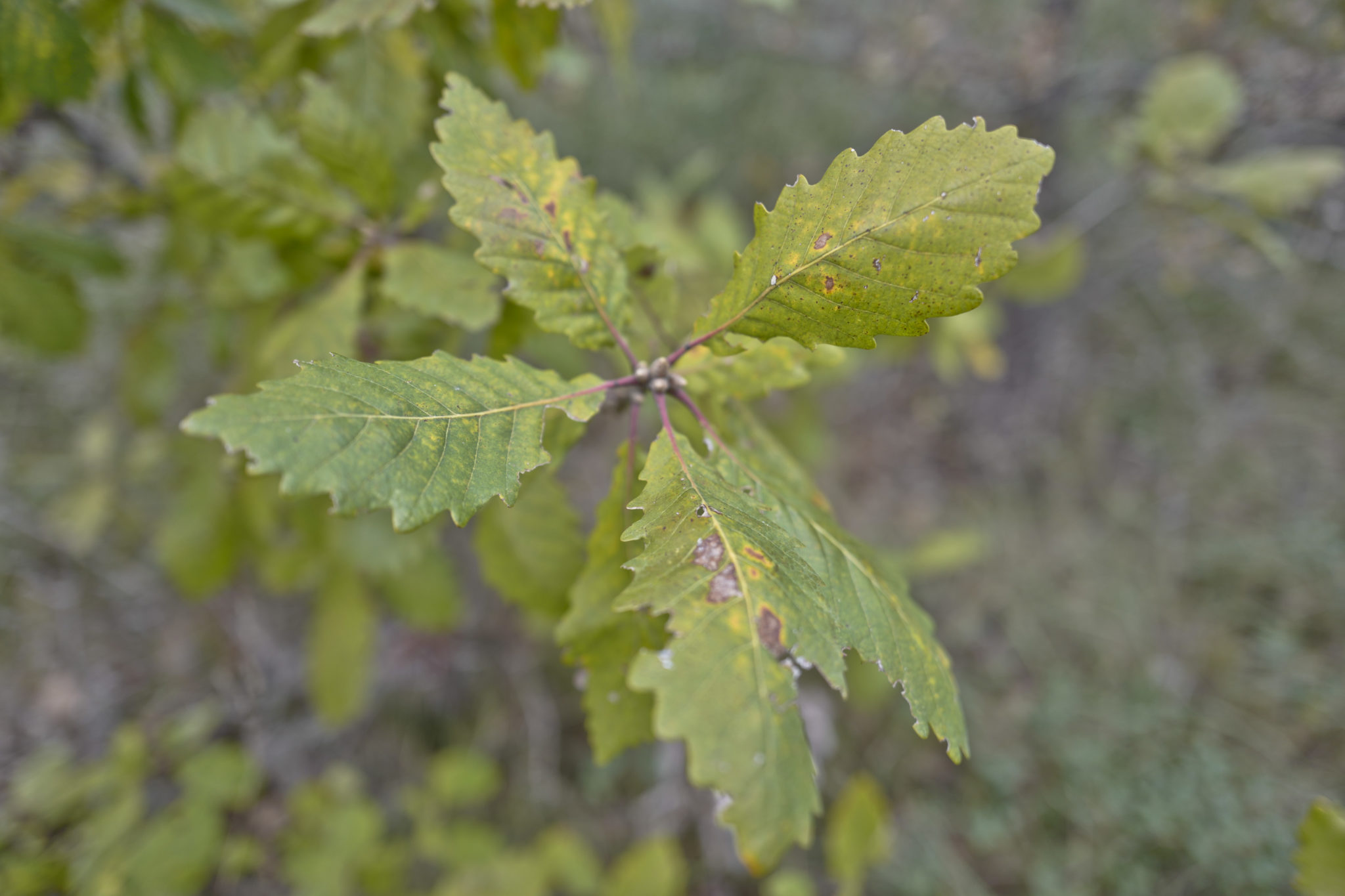 Chênes méditerranéens, retour sur 30 ans d’expérience. | Botanique ...