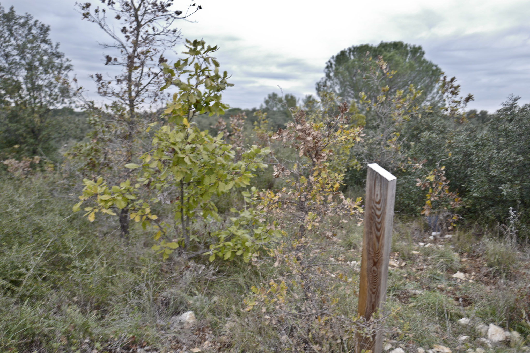 Chênes méditerranéens, retour sur 30 ans d’expérience. | Botanique ...