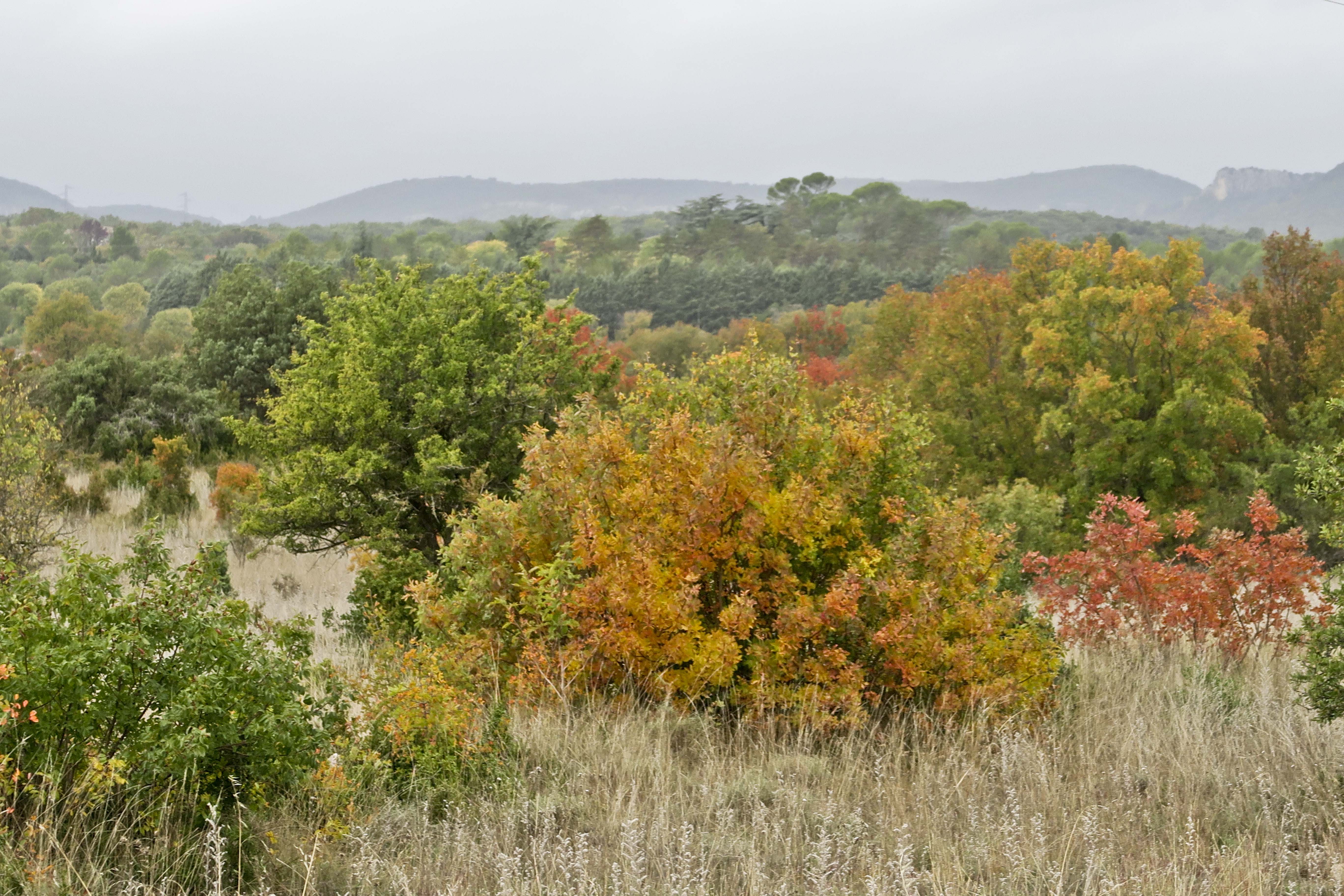 Paysages d’automne en garrigue… | Botanique Jardins Paysages