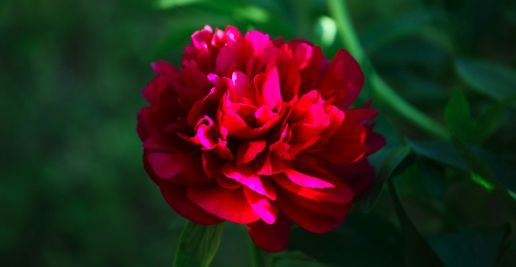 Rouge pivoine | Botanique Jardins Paysages