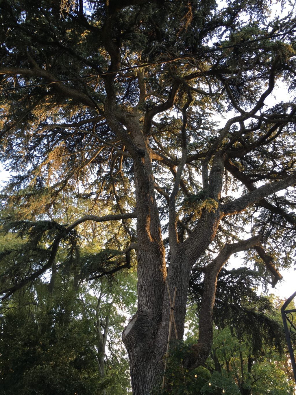 Le genre Cedrus, un petit genre pour de grands arbres. | Botanique ...