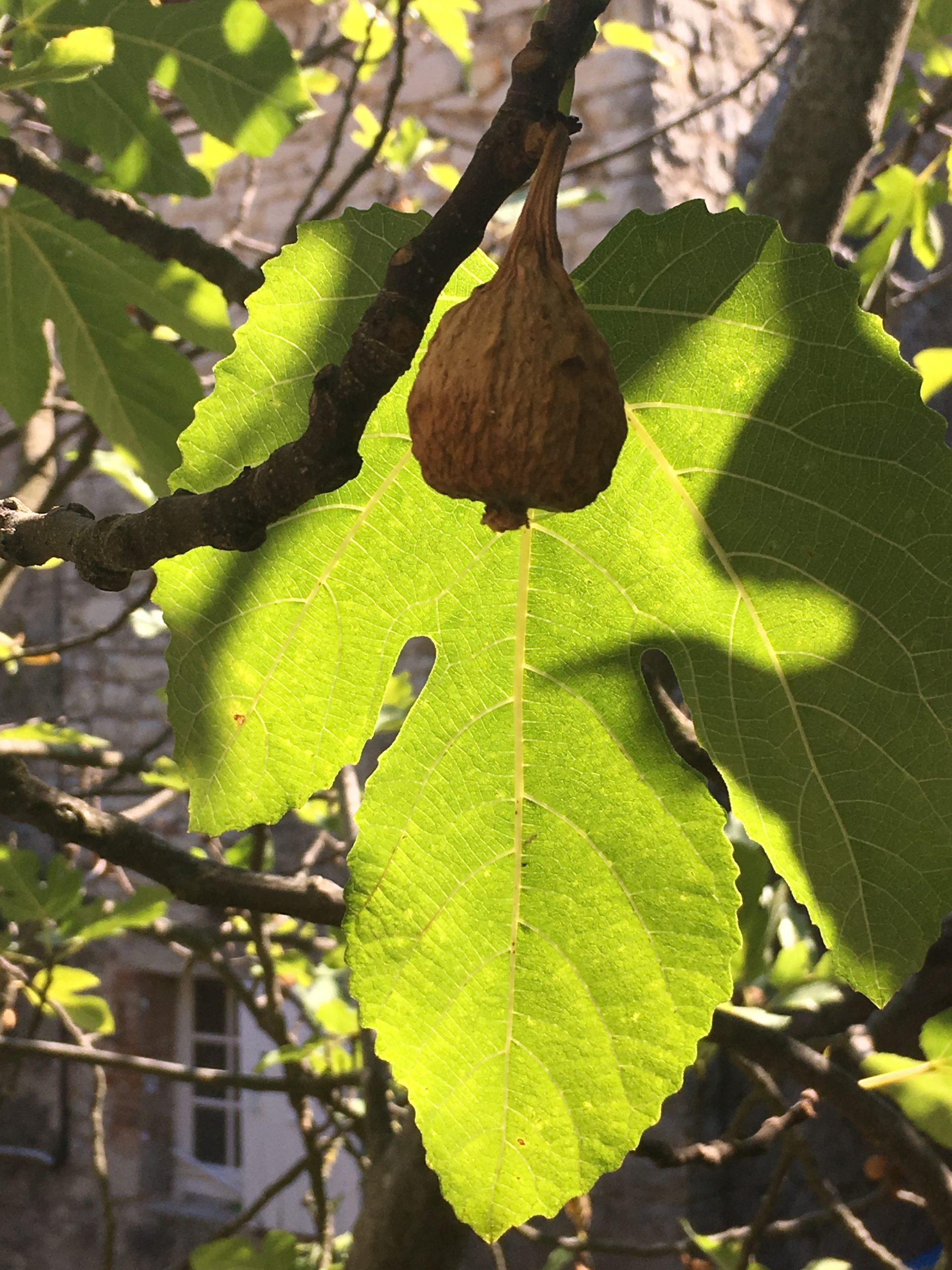 Le figuier de Pierre Sansot | Botanique Jardins Paysages