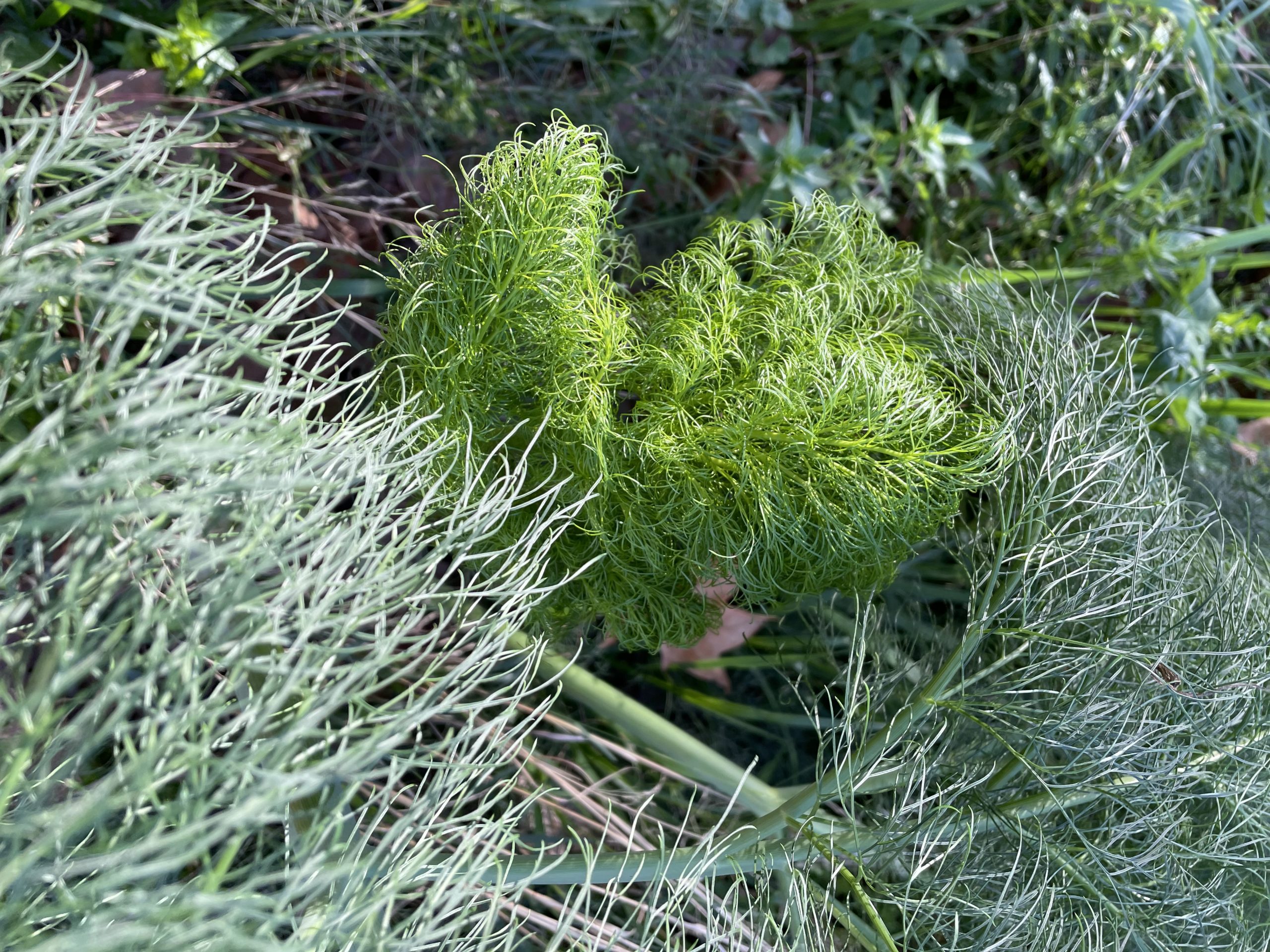 Sous le feu de la férule | Botanique Jardins Paysages