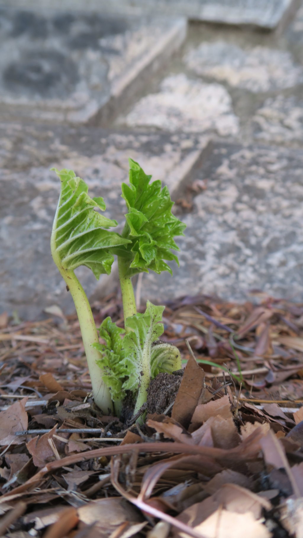Envie d’ombre et de fraicheur ? Cherchez l’acanthe… | Botanique Jardins ...