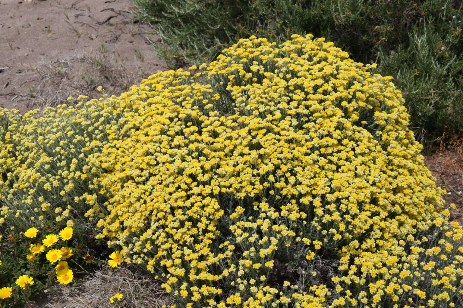 Une histoire d’immortelle, enfin immortelle … | Botanique Jardins Paysages