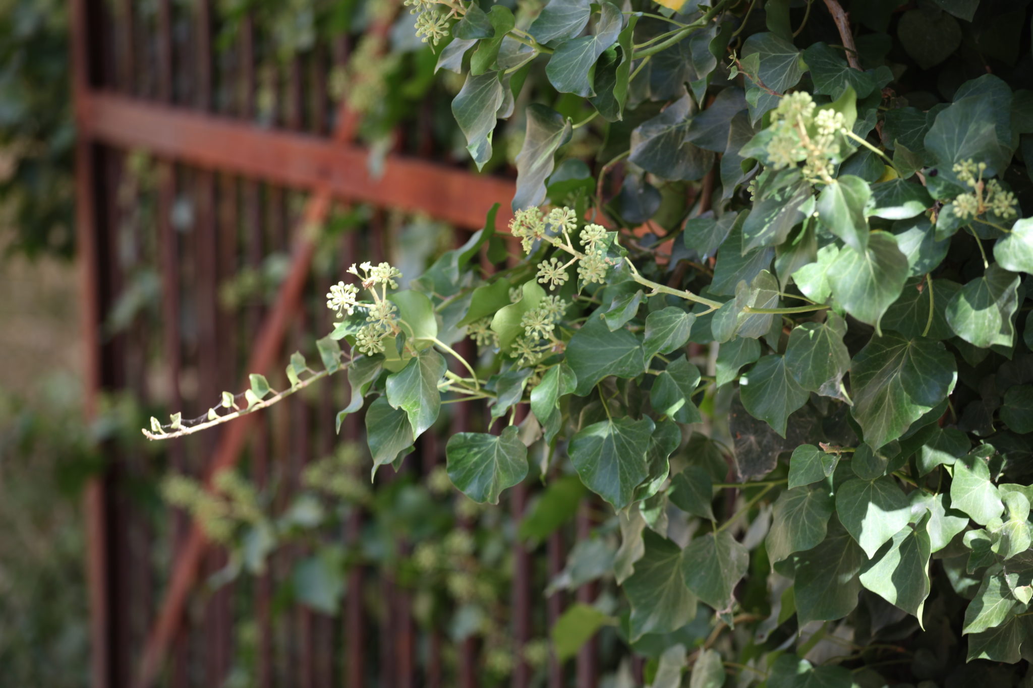 Deux ou trois petites choses de saison sur le lierre. | Botanique ...
