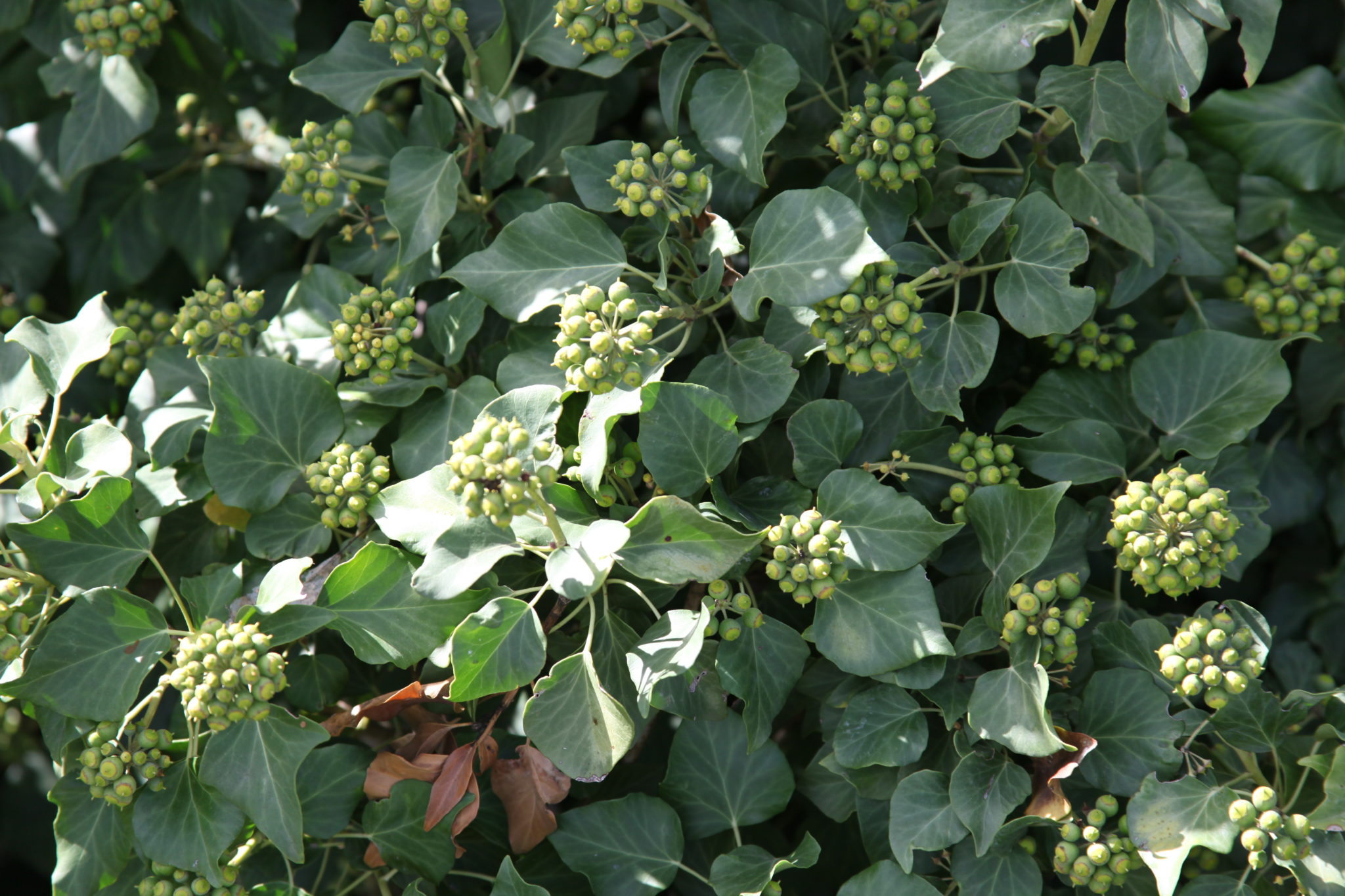 Deux ou trois petites choses de saison sur le lierre. | Botanique ...