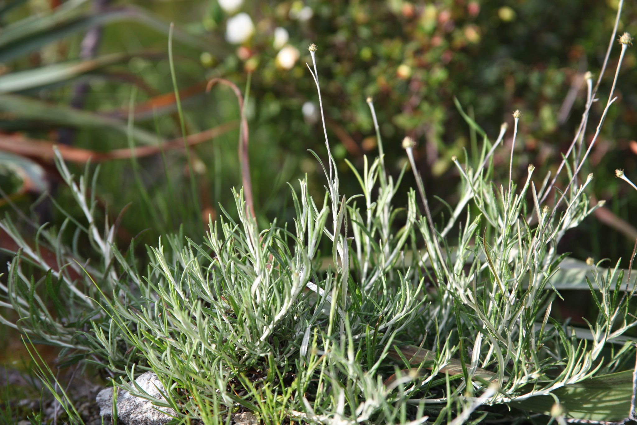Une histoire d’immortelle, enfin immortelle … | Botanique Jardins Paysages