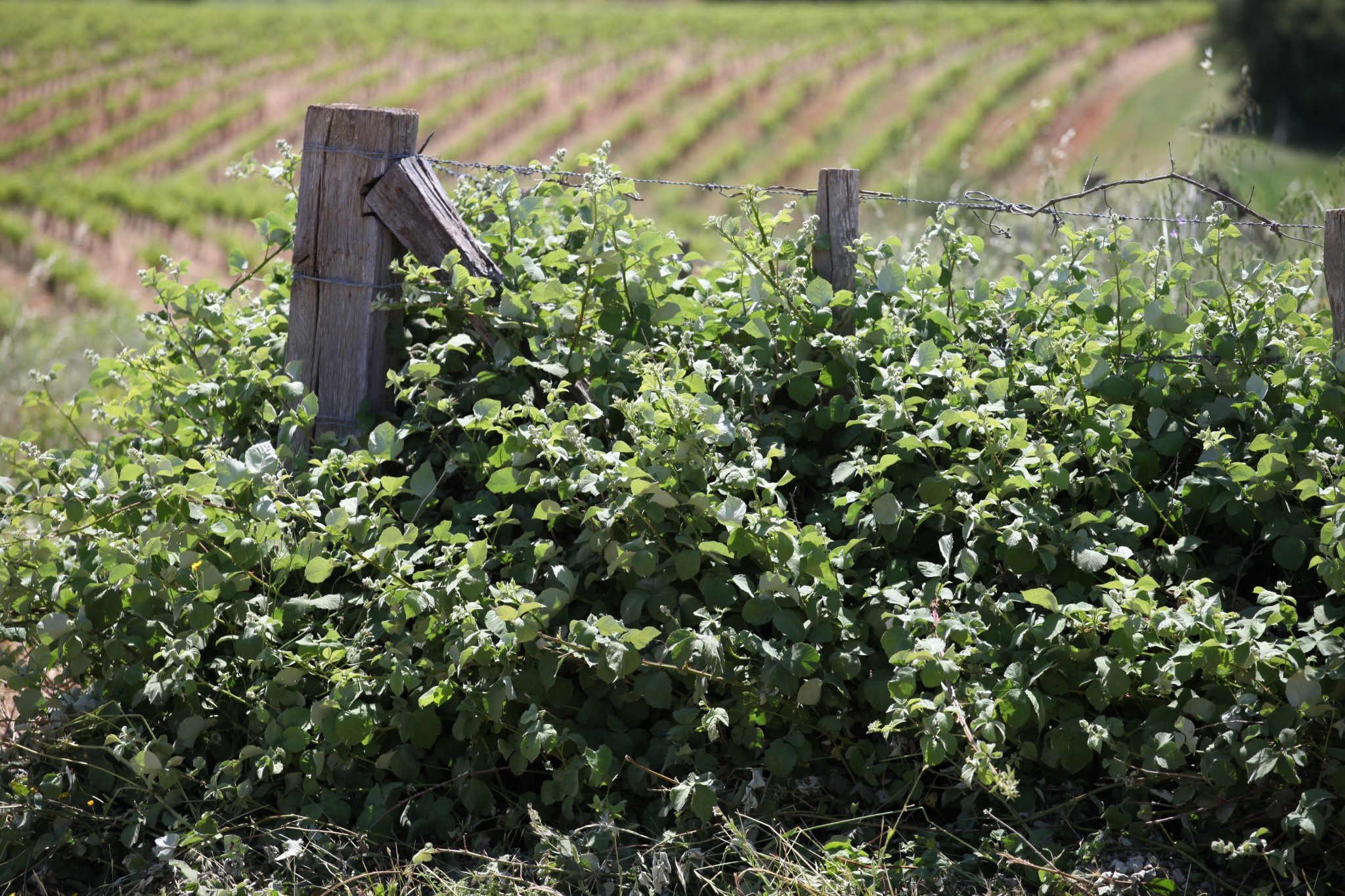 Une sauvage qui a su le rester : la mûre des haies… | Botanique Jardins ...