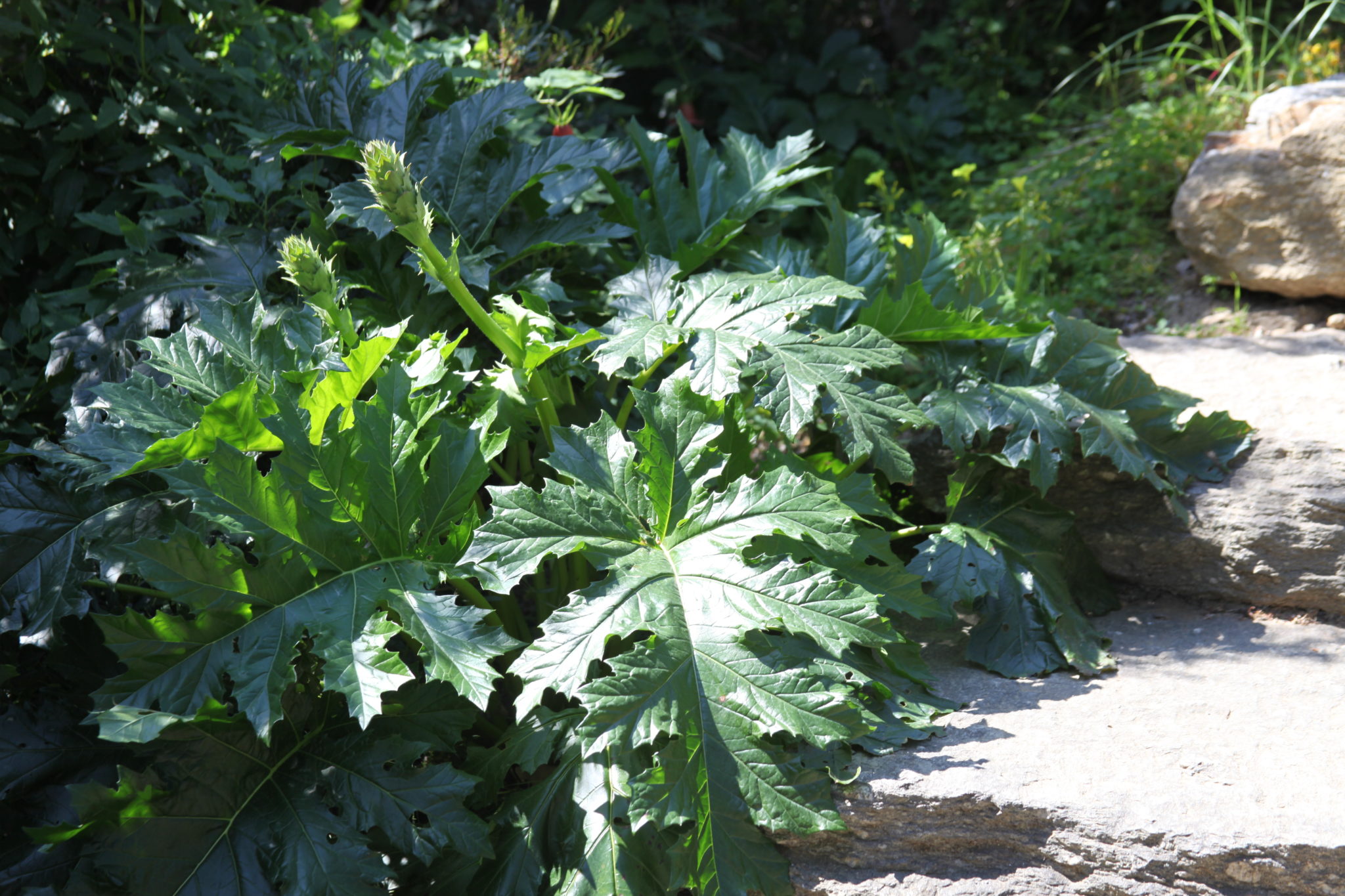 Et à la fin, tout explose… le cycle de vie de l’acanthe. | Botanique ...
