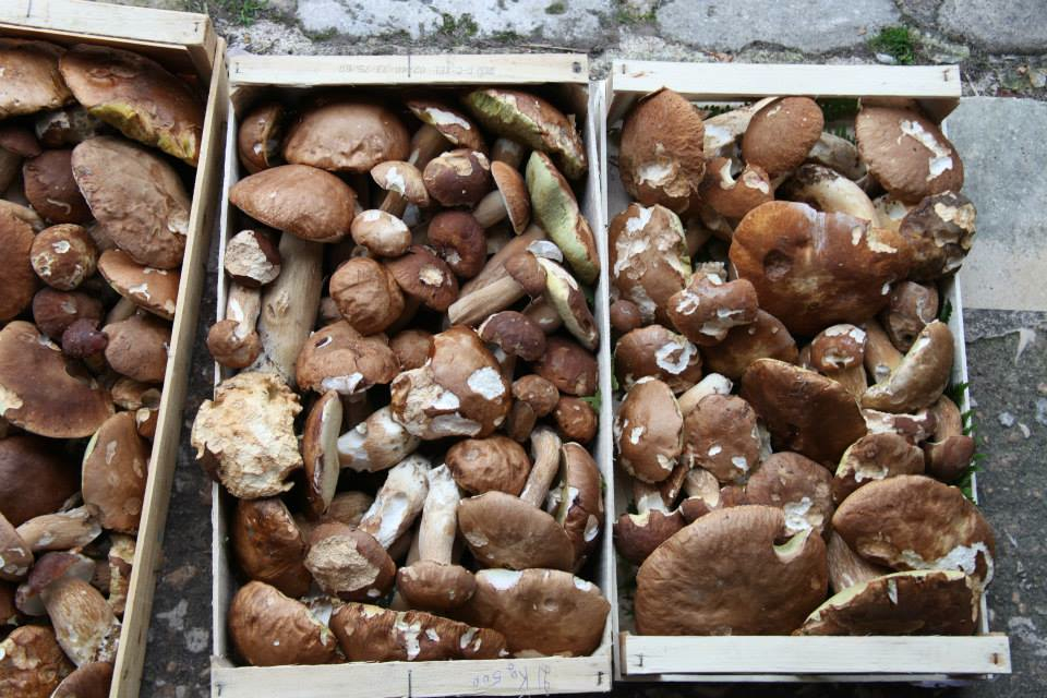 C’est la saison des champignons… | Botanique Jardins Paysages