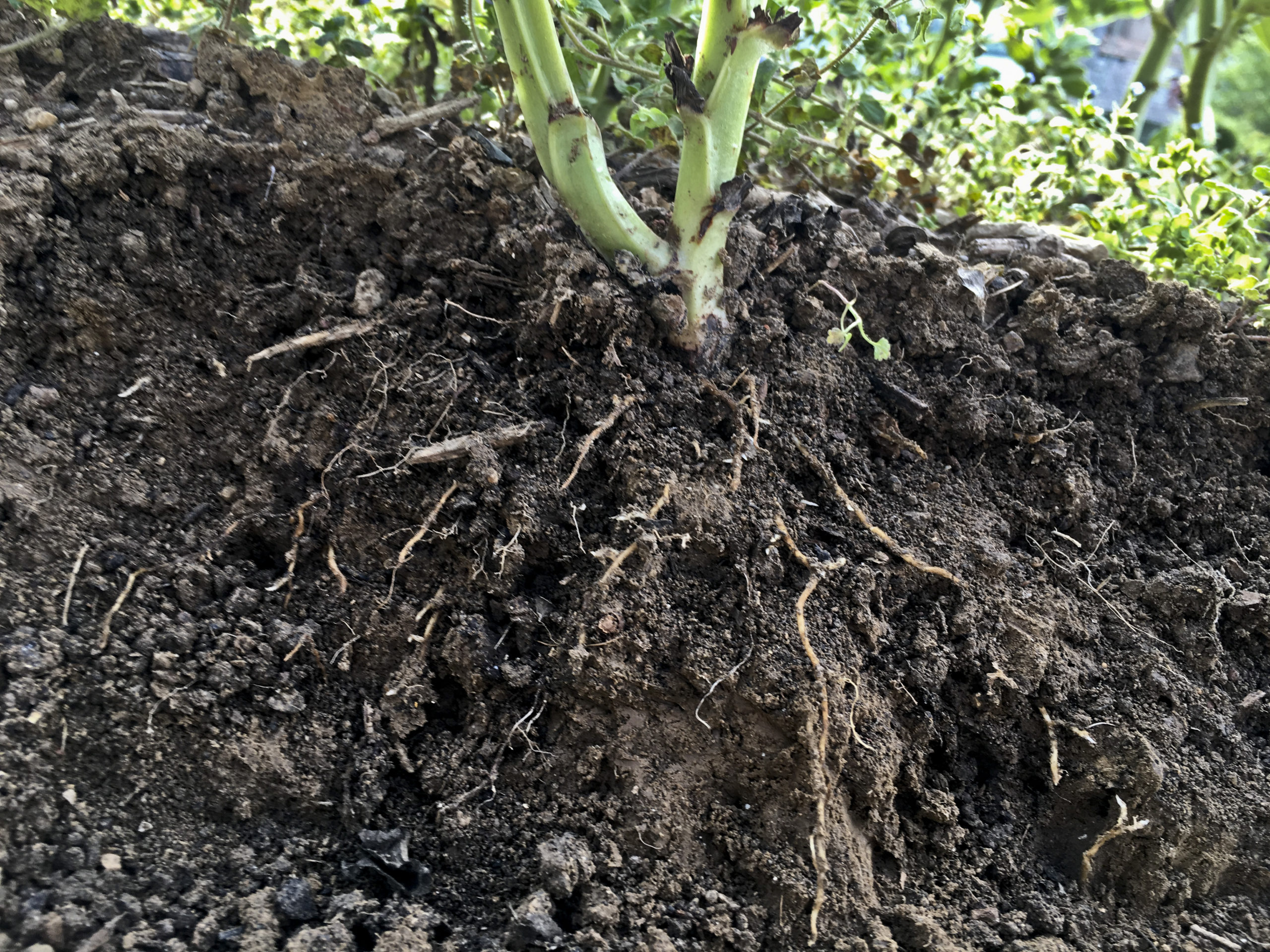 Jardiner les racines | Botanique Jardins Paysages